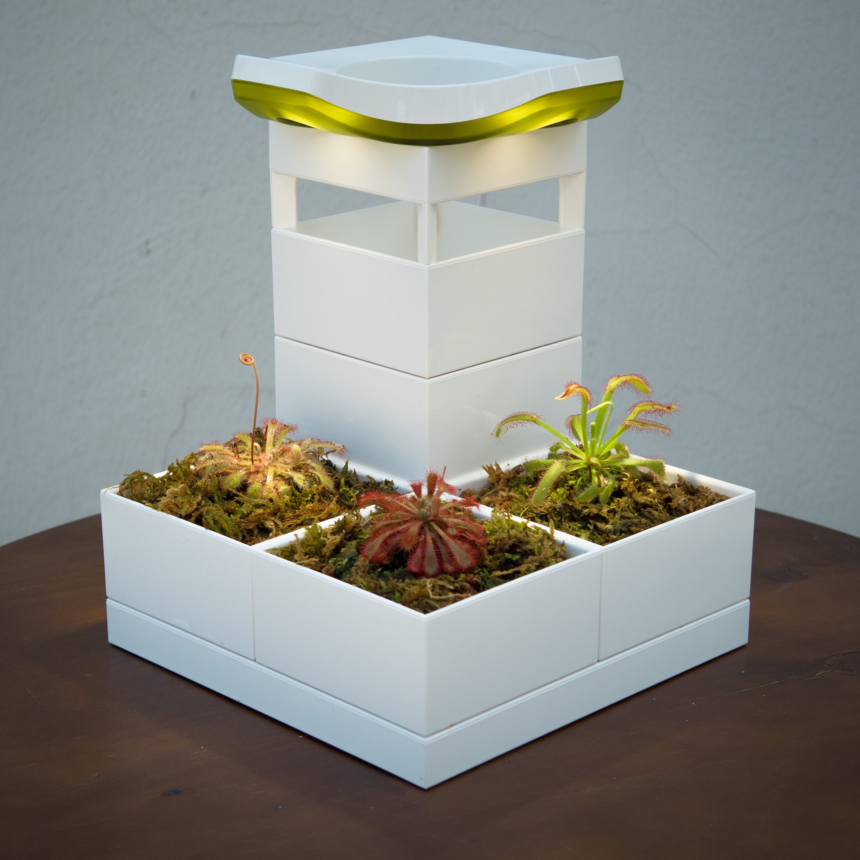 Sundew Garden | LeGrow 10228