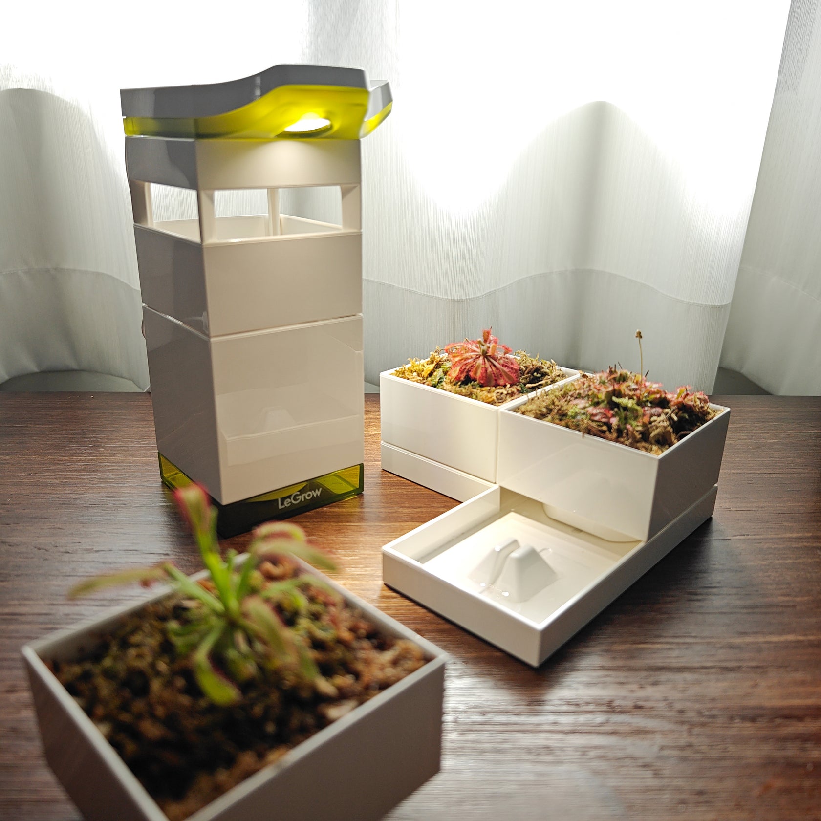 Sundew Garden | LeGrow 10228