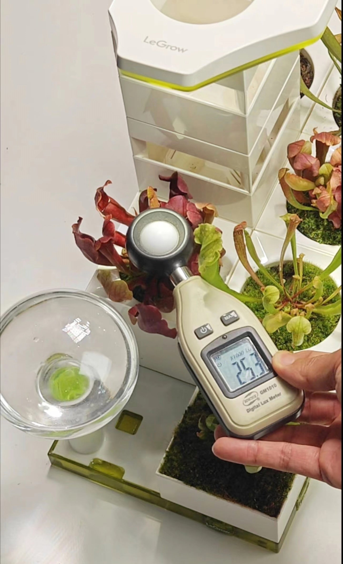 Sarracenia Carnivorous Garden Kit | Self-Watering Indoor Planter | LeGrow