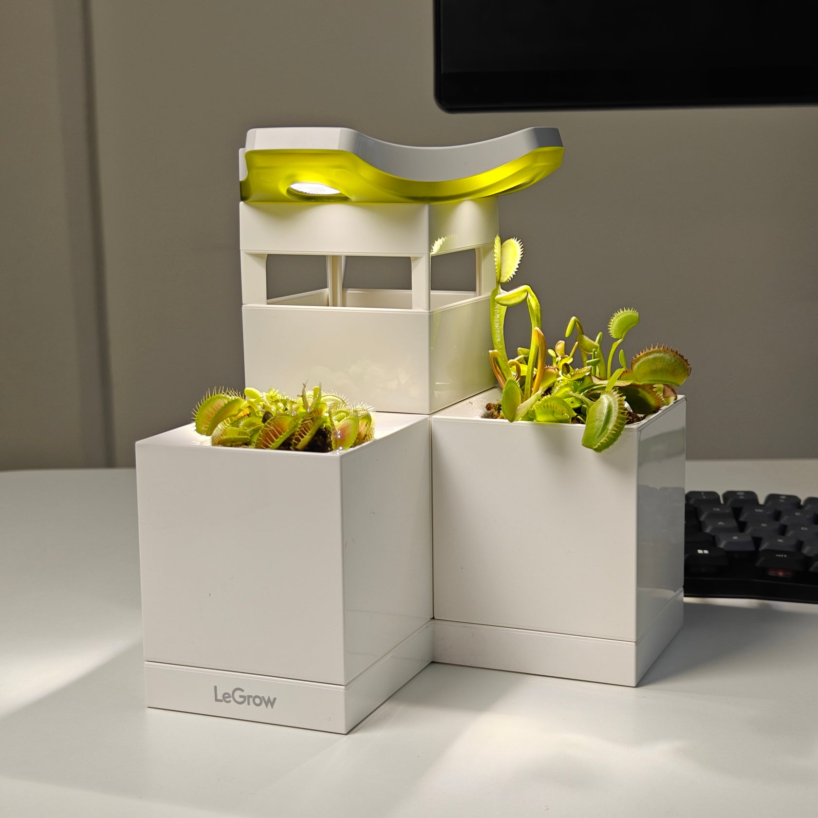 Venus flytraps Carnivorous Garden | LeGrow100 (10226)