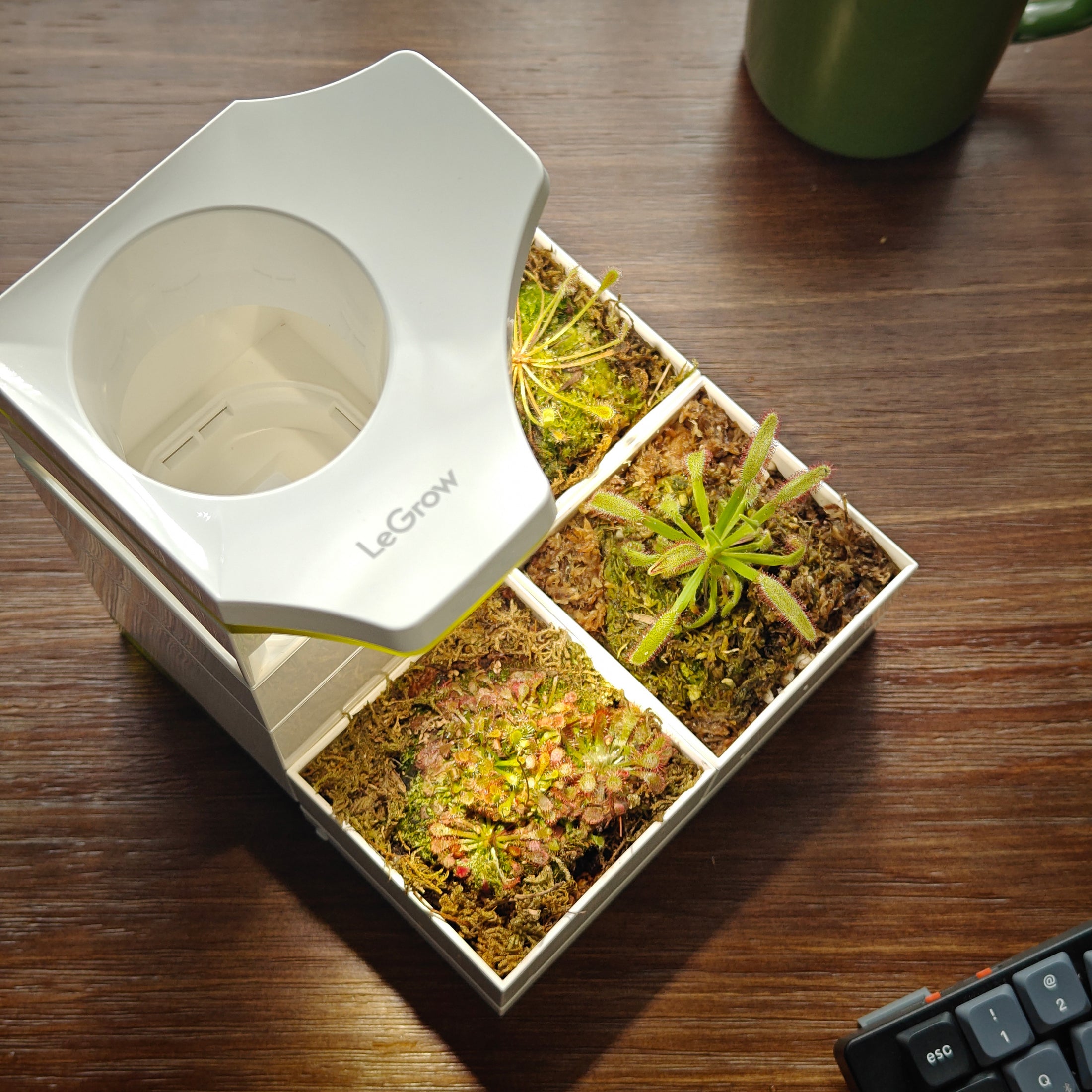Sundew Garden | LeGrow 10228