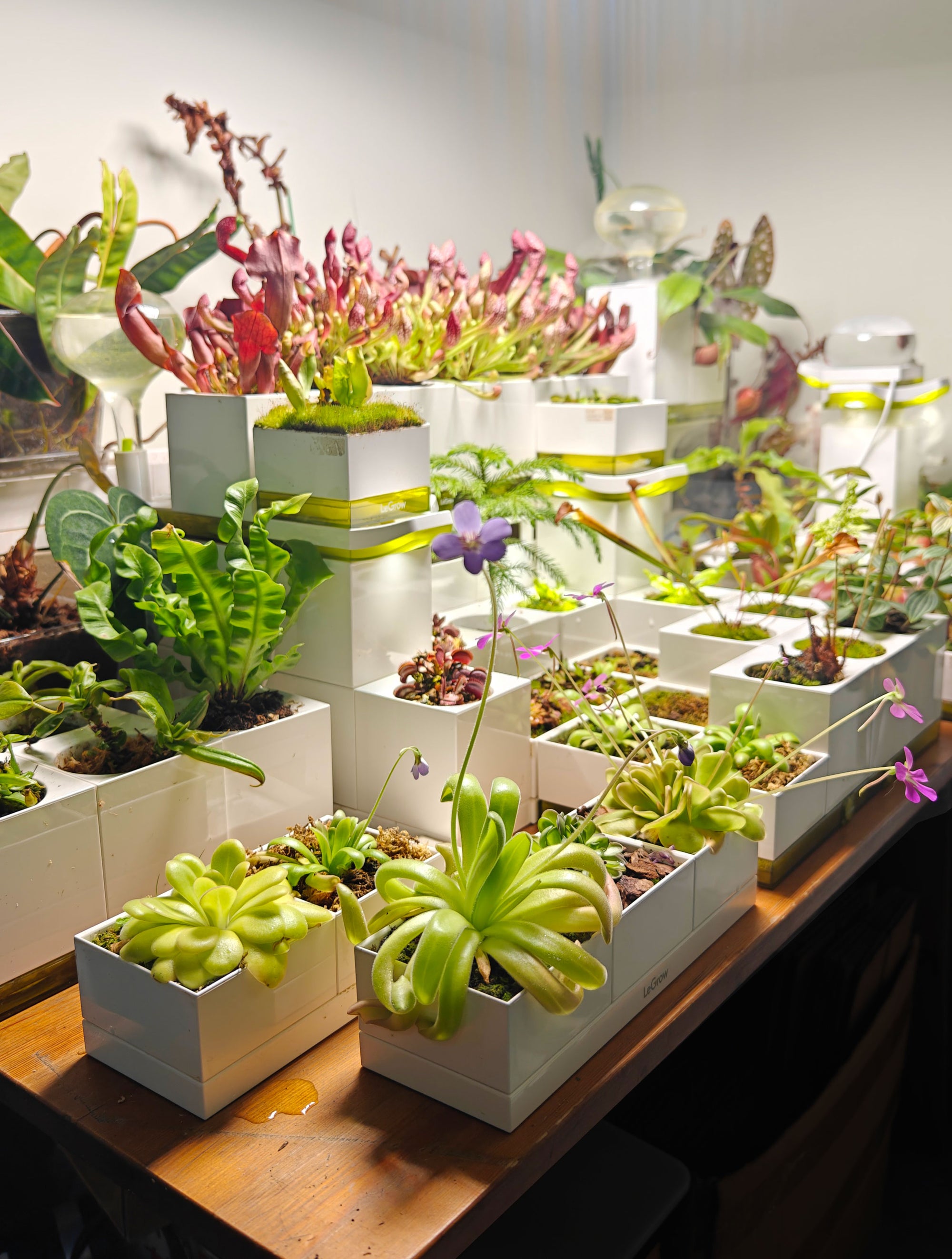 Carnivous Garden – tagged "carnivous" – LeGrow