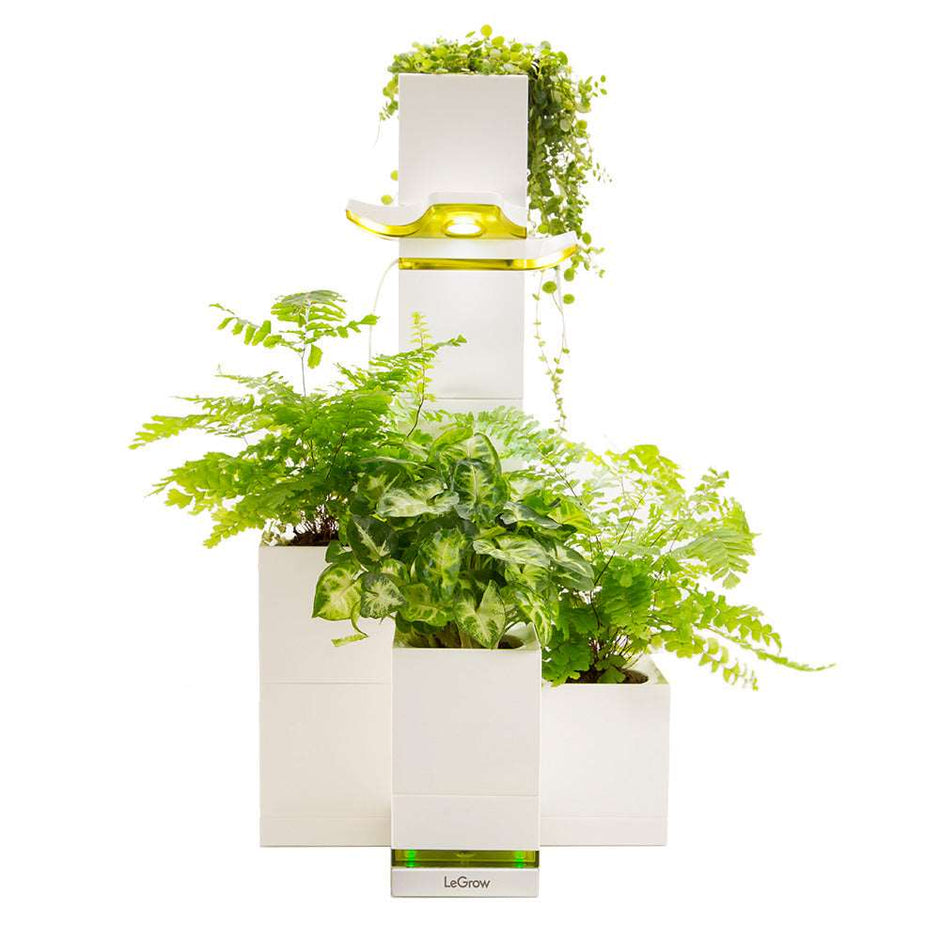 urban jungle – LeGrow