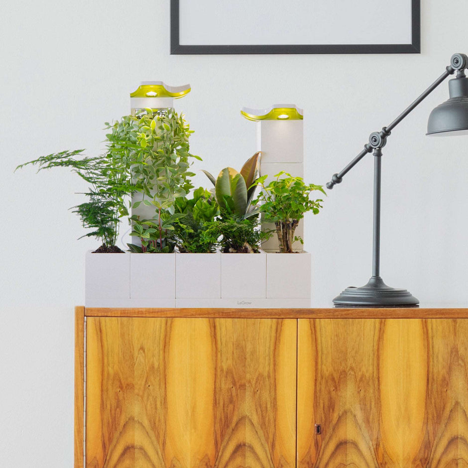 urban jungle – LeGrow