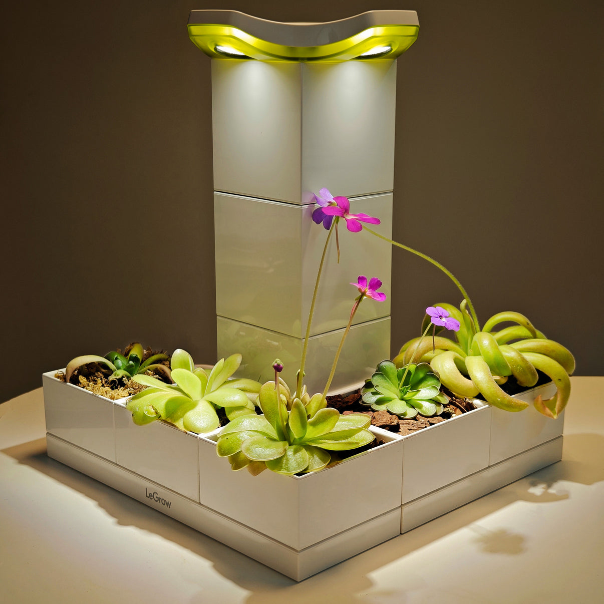 Pinguicula Garden | LeGrow 10223