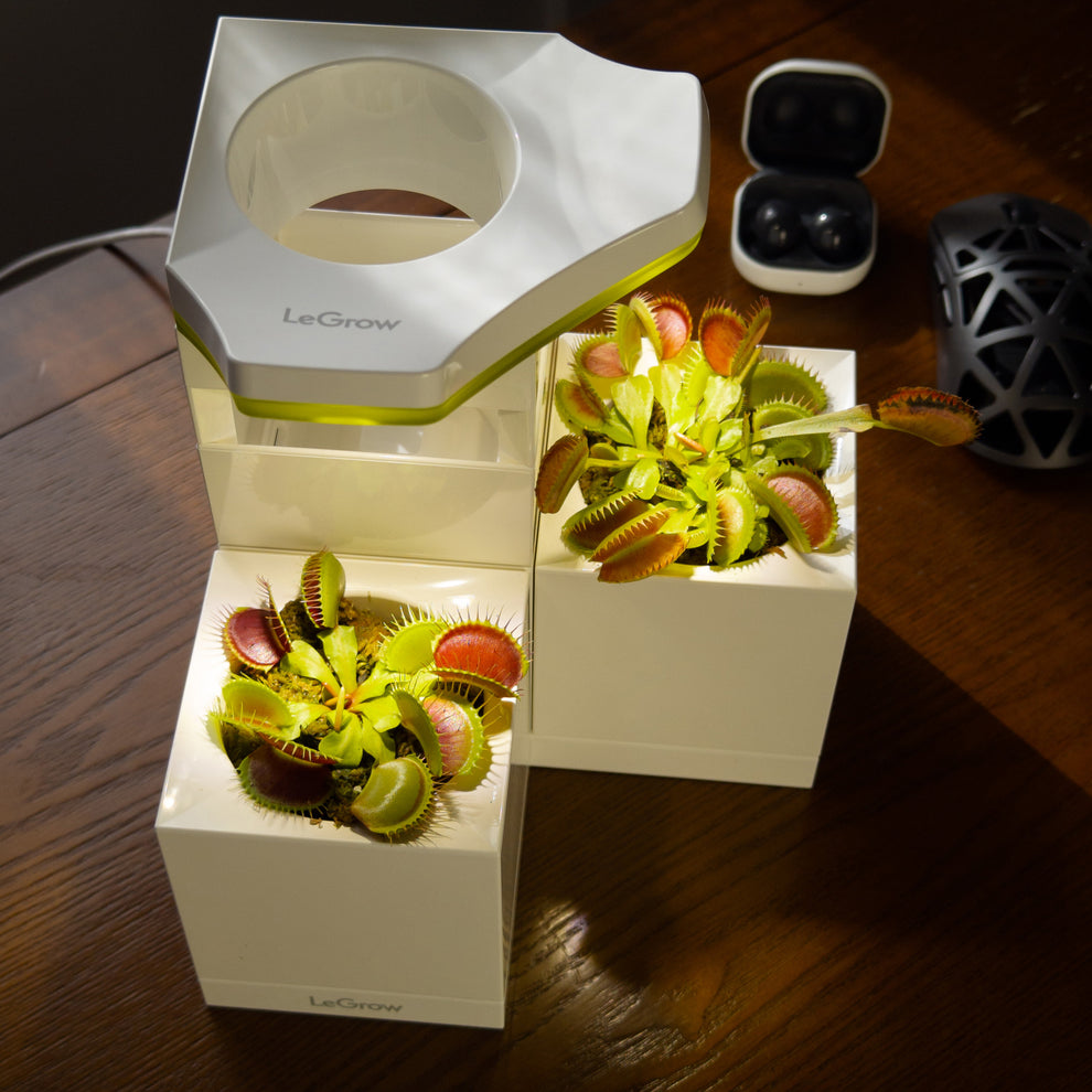 Venus flytraps Carnivorous Garden | LeGrow 10226