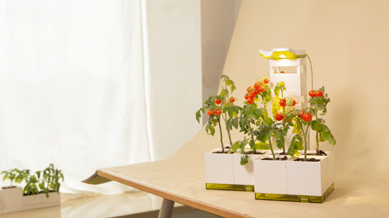 LeGrow Modular Indoor Garden System for Home Decor Low-maintenance