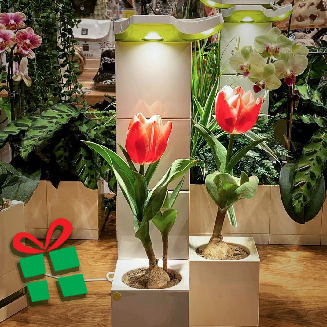 Gift Guide – LeGrow