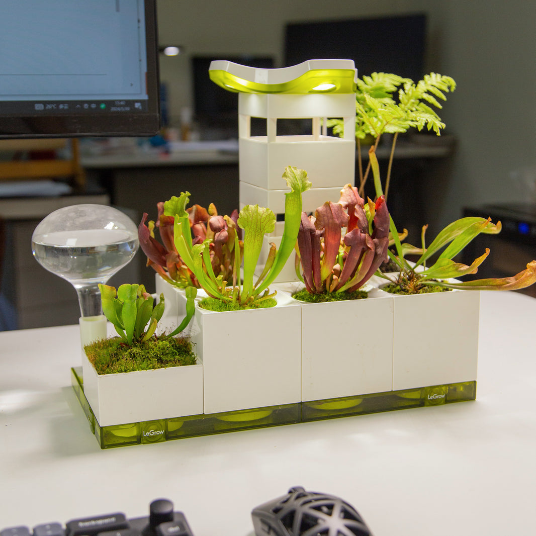 Carnivous Garden – tagged "carnivous" – LeGrow