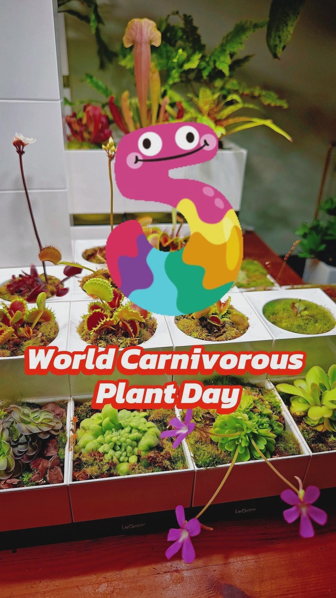 Carnivous Garden – tagged "carnivous" – LeGrow